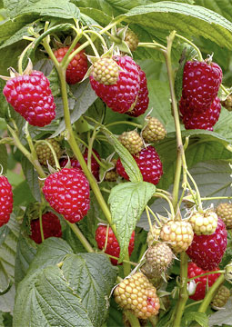 Despre noi - Apuseni Fruct