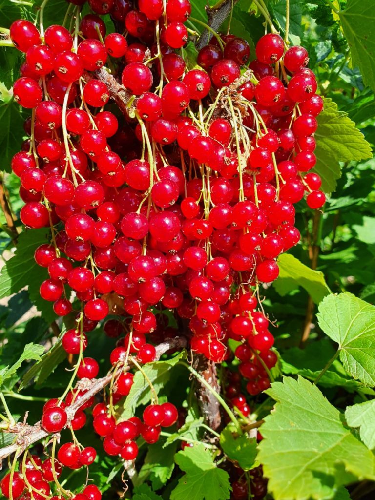 Coacăz Roșu Luna - Apuseni Fruct