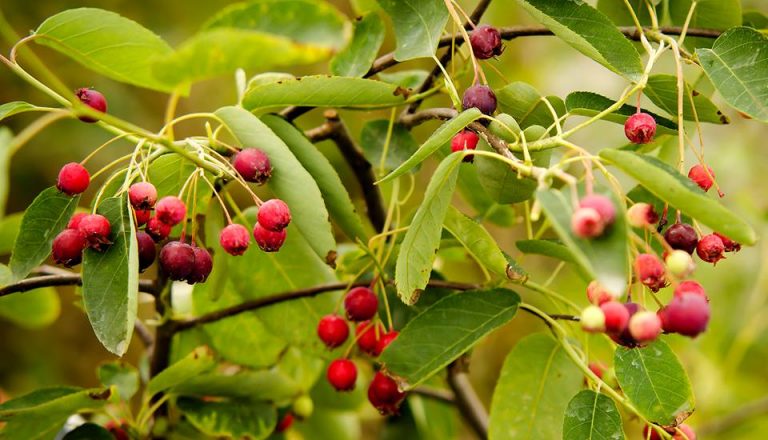 Afin canadian Saskatoon , 3 ANI - Apuseni Fruct