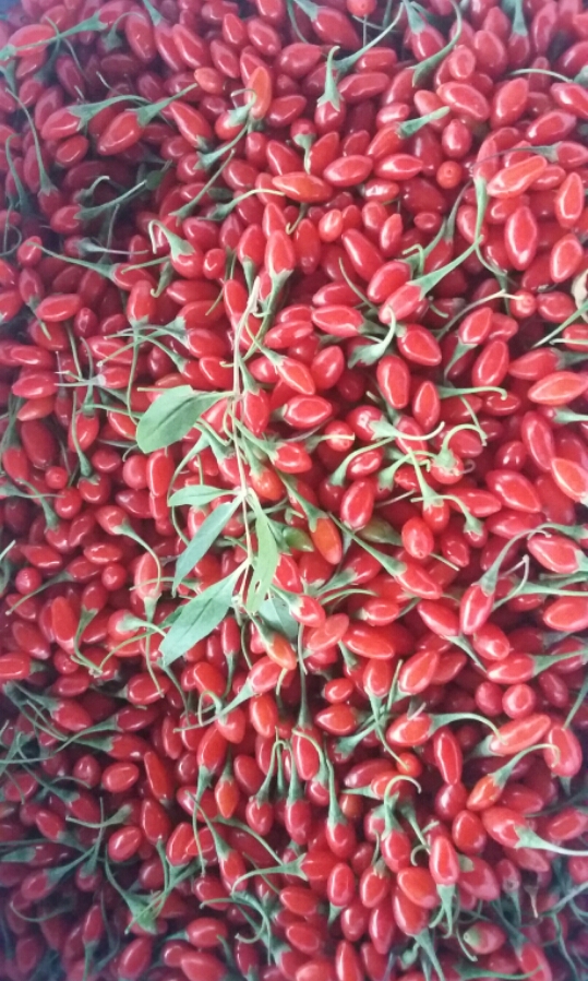 GOJI chinezesc plante de 2 ani - Apuseni Fruct