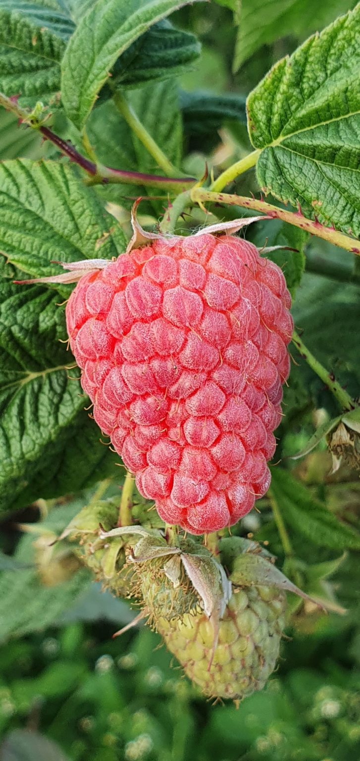 Zmeur Sugana(la legatura de 10 buc. 60 lei/ leg. ) - Apuseni Fruct