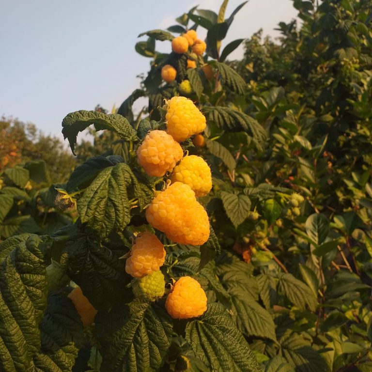 Zmeur Poranna Rosa - Apuseni Fruct