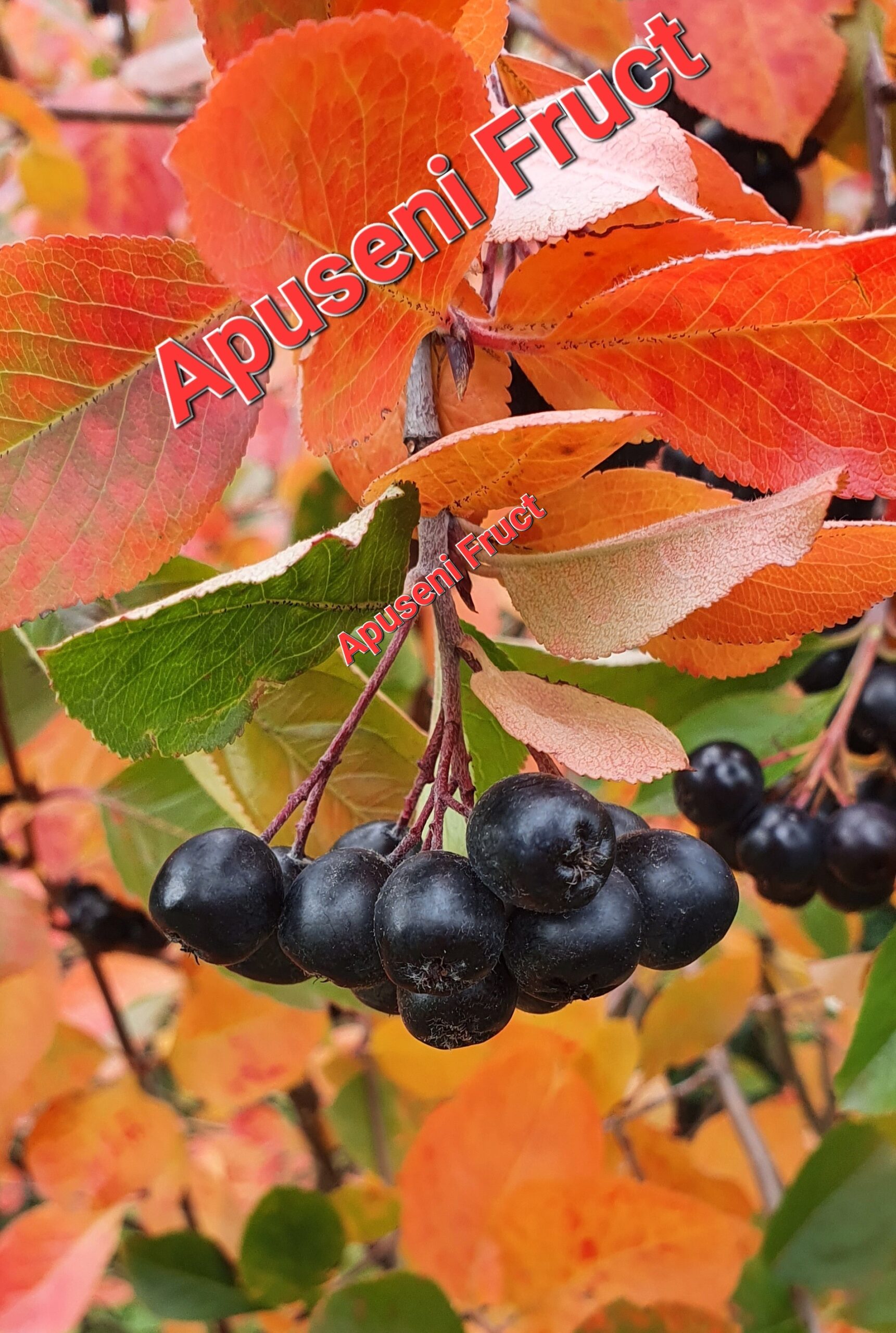 Pachet plante Aronia 4 ani 10 buc. plus 2 buc. gratis - Apuseni Fruct