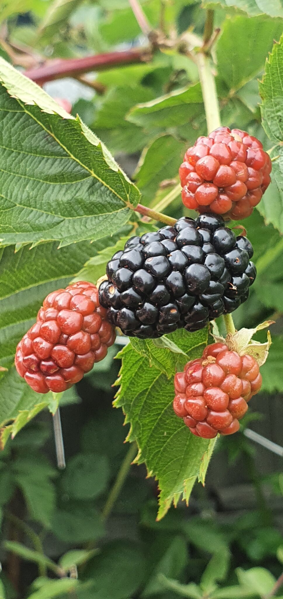 MUR THONFREE - Apuseni Fruct